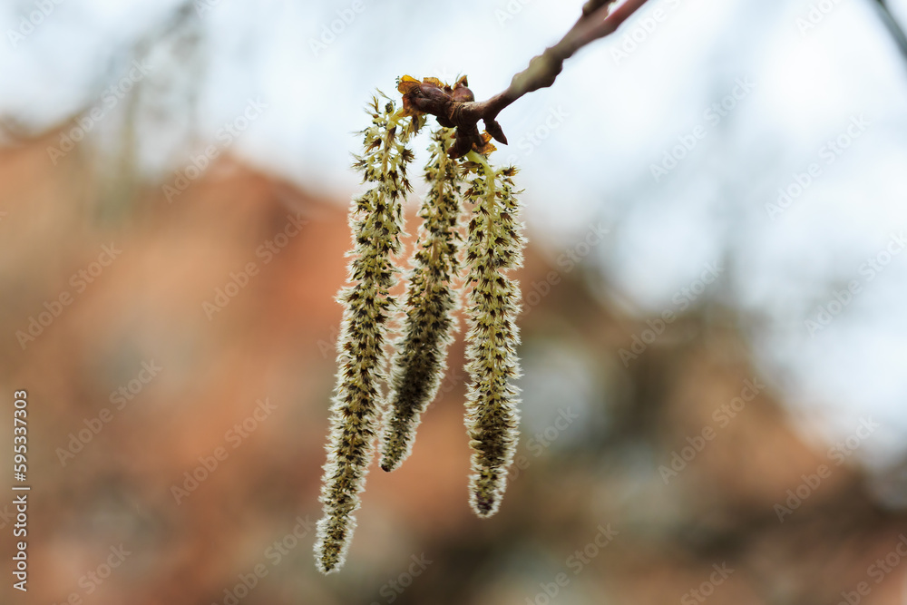 Black alder, or sticky alder , or European alder ( lat. Alnus glutinosa ...