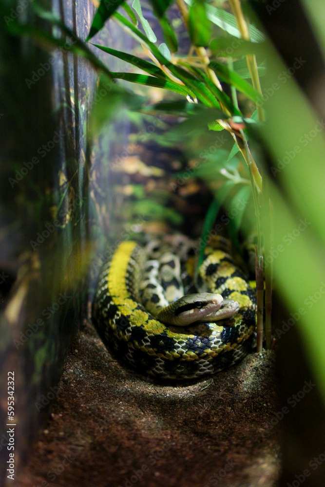 Beauty rat snake Elaphe taeniura Orthriophis complex also called the ...