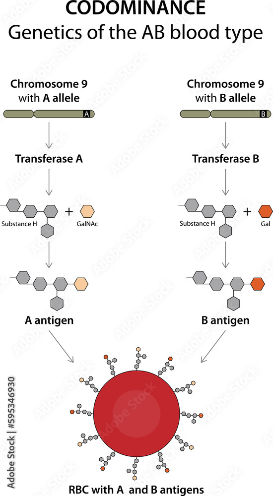 Codominance. Type AB blood is an example of codominance in humans ...