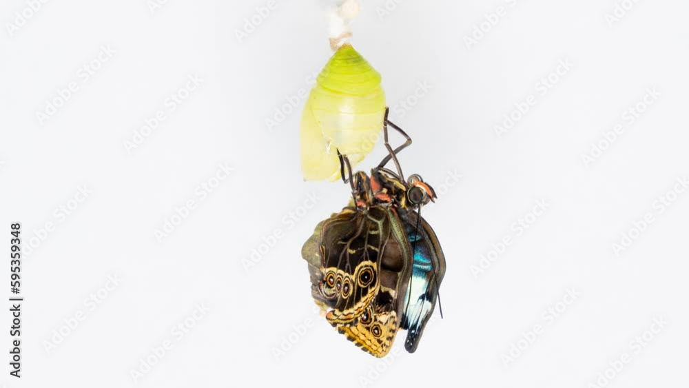 Development and transformation stages of Butterfly Blue Morpho hatching ...
