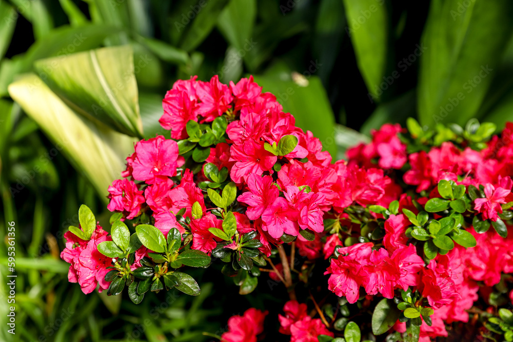 Vivid pink rhododendron flowers in a glasshouse, floral background ...