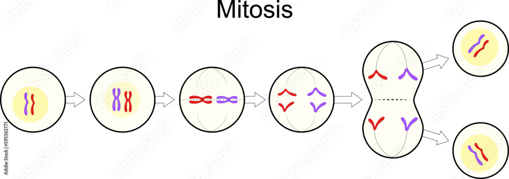 Mitosis Cell Division Asexual Reproduction Stock Vector Adobe Stock