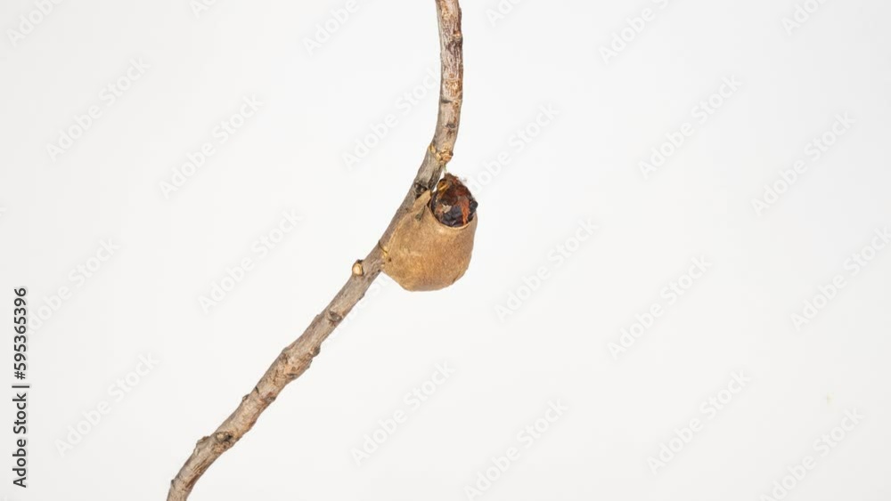 Development and transformation stages of Butterfly Attacus Atlas, Atlas ...