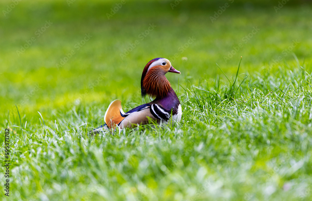 Mandarin duck "Aix galericulata" walking up grass slope with head and ...