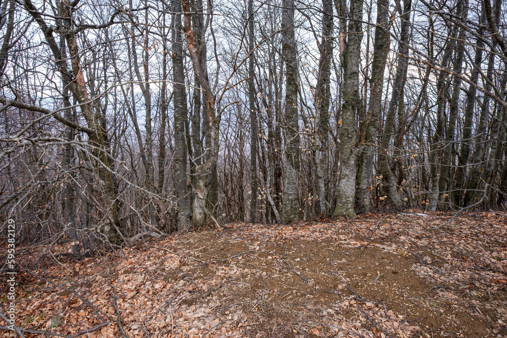 A beech forest on the slopes of Chiappo Peak, small mountain in the ...