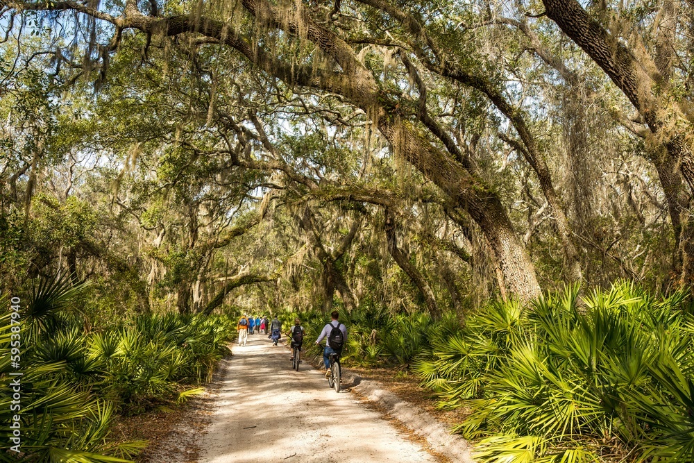 A group of tourists walking on a trail through a Live oak tree and ...