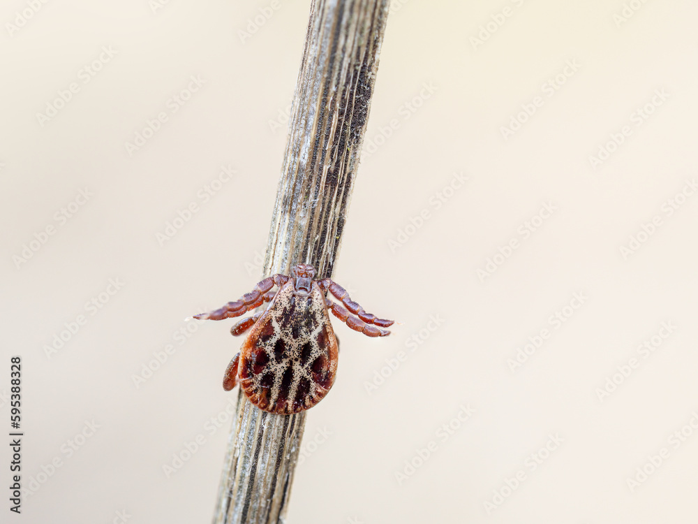 Dermacentor reticulatus tick insect on stem against white background. Ixodida: Ixodidae. Stock ...