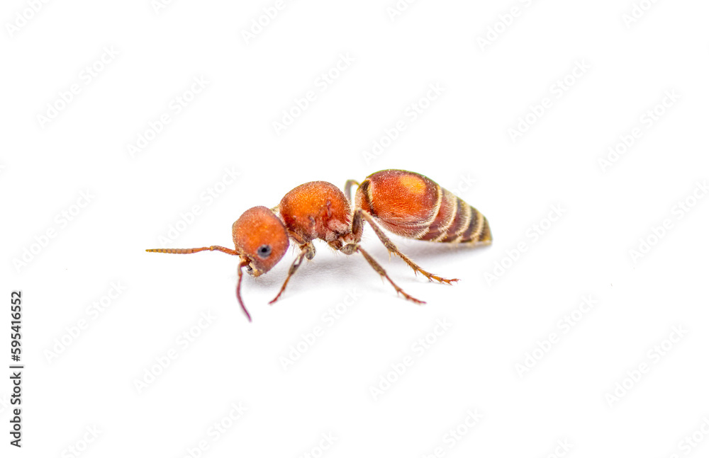 Velvet ant - Pseudomethoca oculata most likely, an insect in the family ...