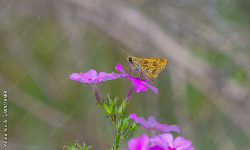 Whirlabout grass Skipper butterfly - Polites vibex - side profile view ...