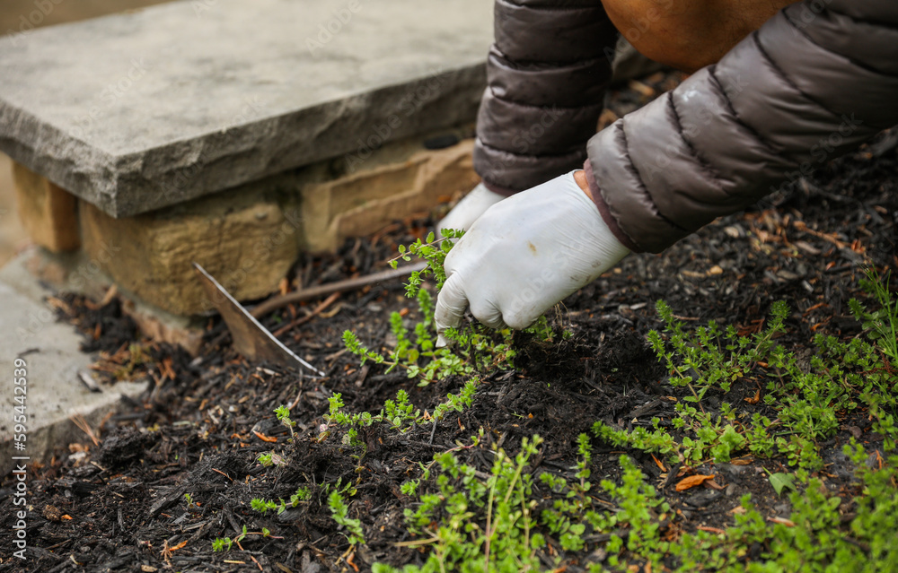 Gardening tools like trowels, spades, and shovels are essential for ...