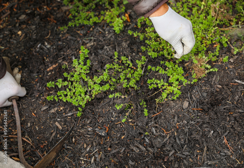 Gardening tools like trowels, spades, and shovels are essential for ...