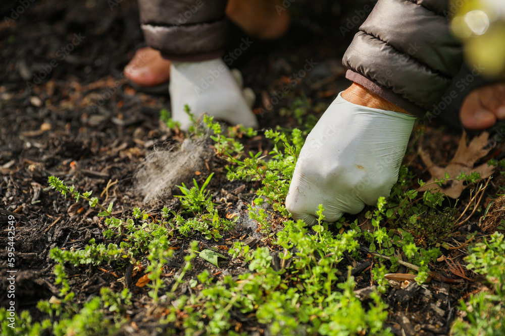 Gardening tools like trowels, spades, and shovels are essential for ...