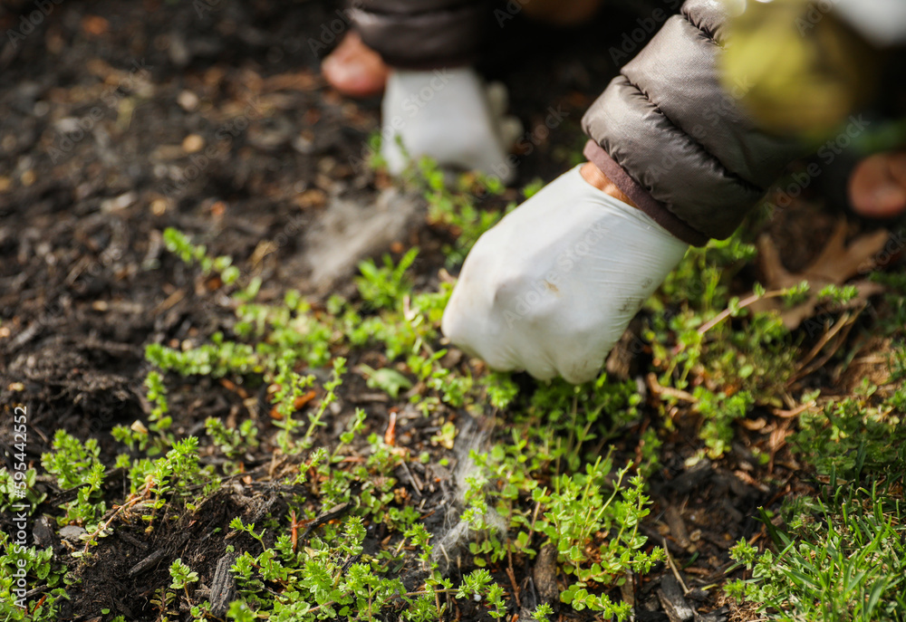 Gardening tools like trowels, spades, and shovels are essential for ...