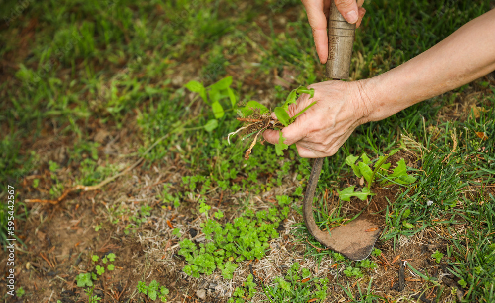 Gardening tools like trowels, spades, and shovels are essential for ...