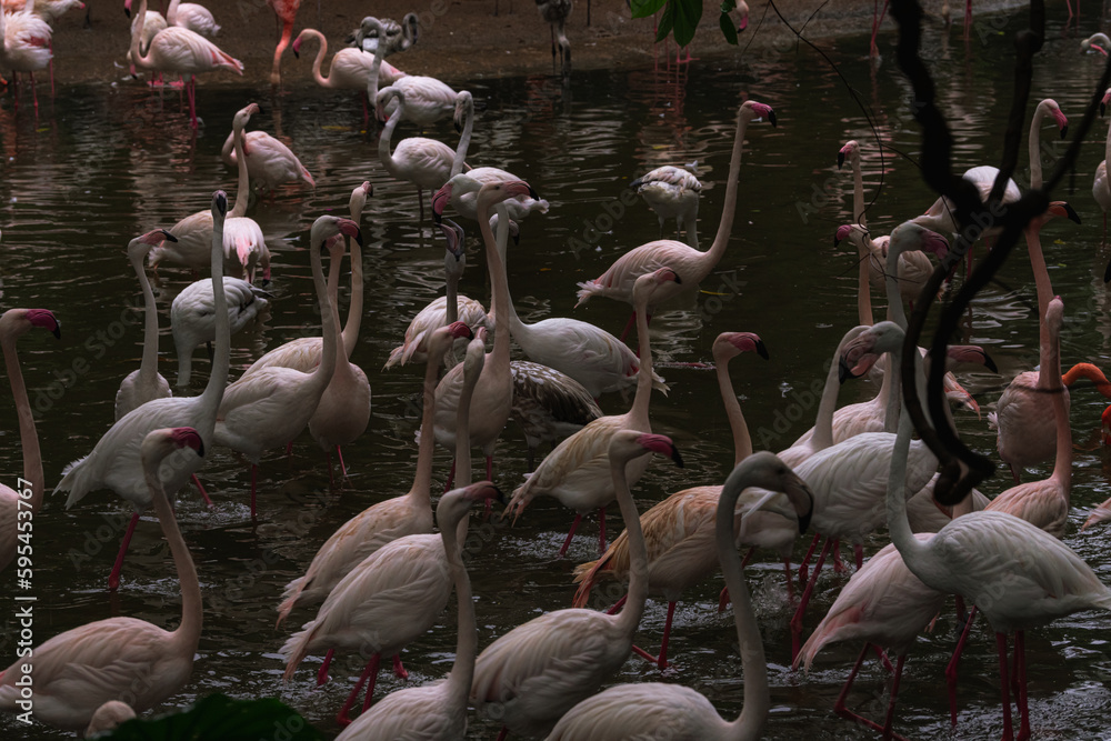Flamingos or flamingoes are a type of wading bird in the family ...