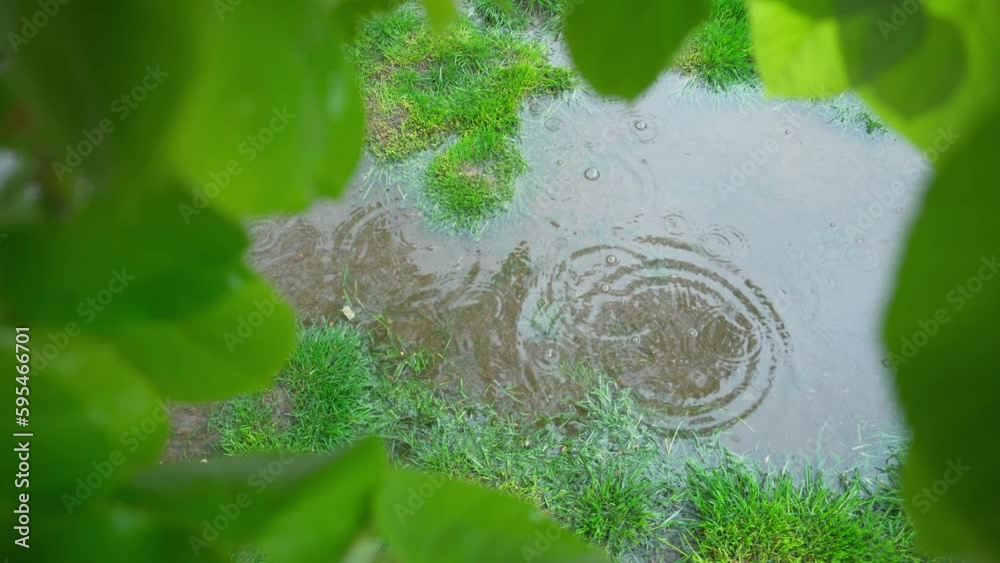 Puddle with raindrops. Behind the leaves of the tree, a puddle is ...