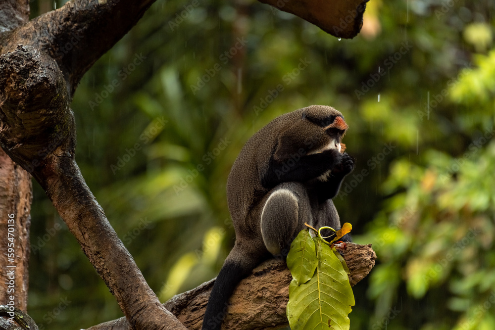 De Brazza's Monkey sitting on tree limb as a zoo specimen in Singapore ...