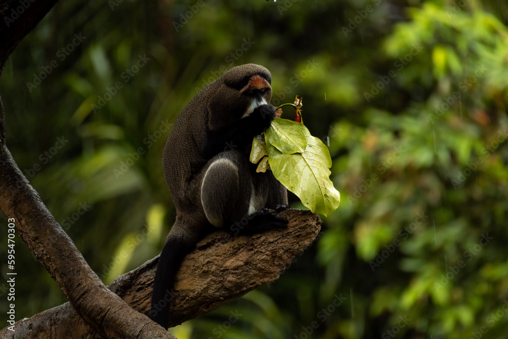 Fotografía The De Brazza's monkey (Cercopithecus neglectus) is an Old ...
