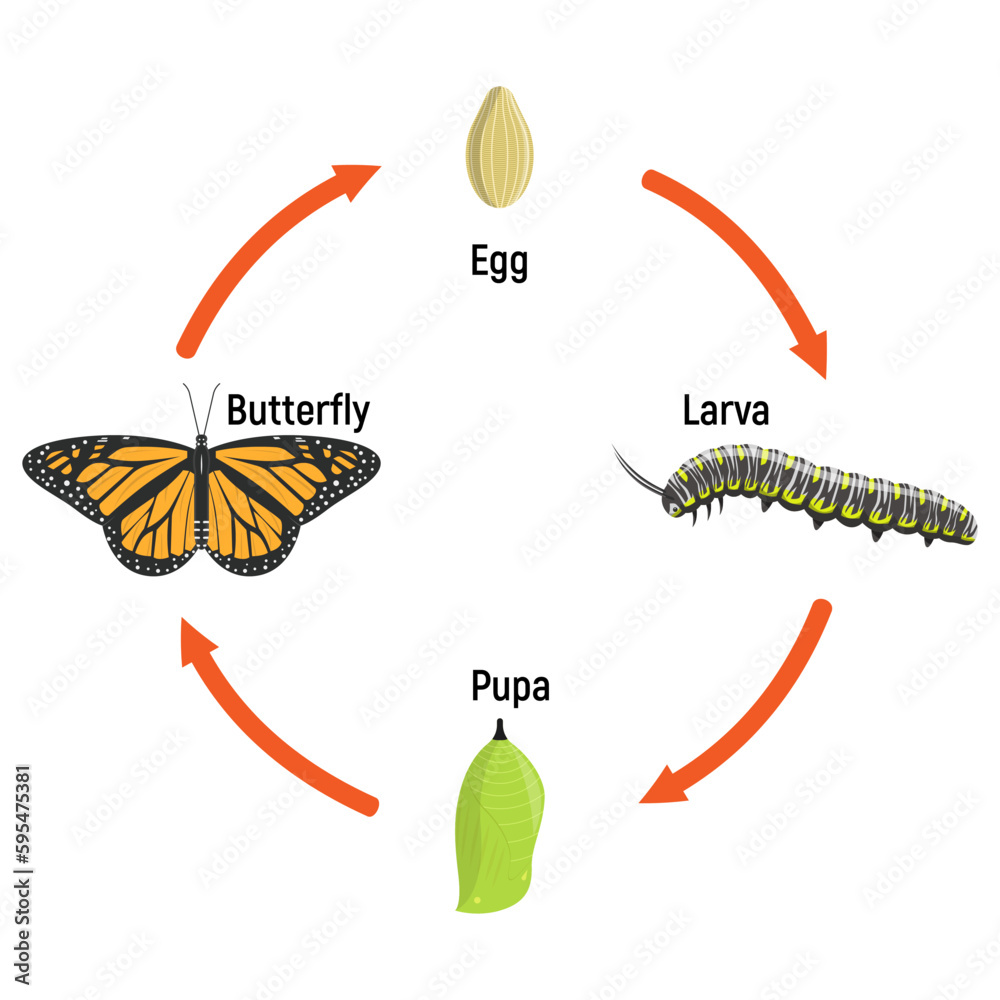 Butterfly life cycle metamorphosis, vector illustration. Education ...