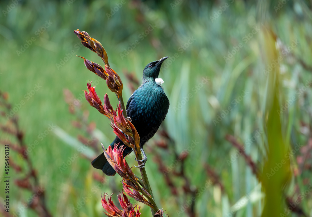 Tui bird (Tūī) (Prosthemadera novaeseelandiae),Tai Poutini National ...