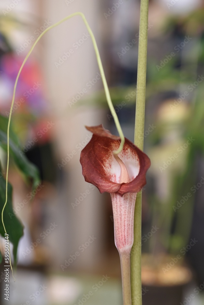 Cobra lily Urashima ( Arisaema urashima ) A Spathe and Spadix. Araceae ...