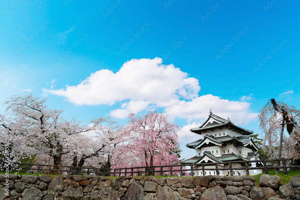 Cherry blossom or Sakura full bloom in the Hirosaki Castle traditional ...