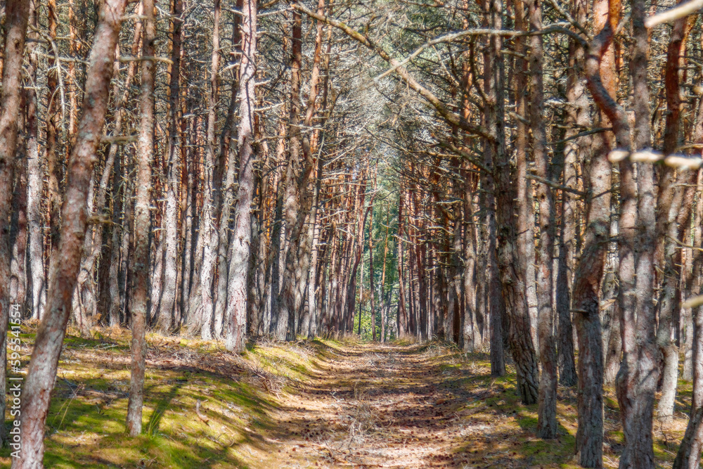 Dancing forest is sight of Curonian Spit national park in Kaliningrad ...