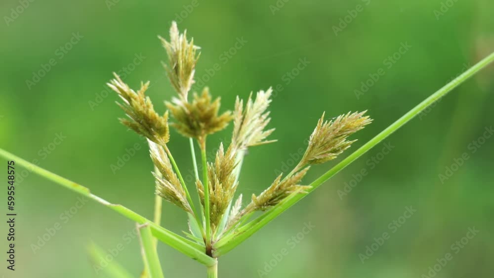 Cyperus rotundus (coco-grass, Java grass, nut grass, purple nut sedge ...