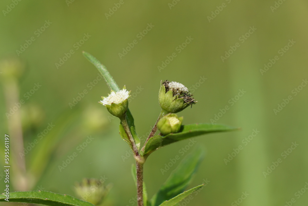 Eclipta alba (Urang-aring, false daisy, false daisy, yerba de tago ...