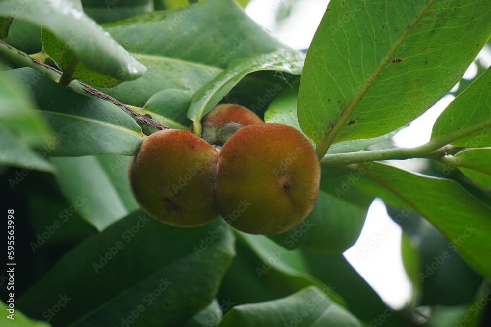 Diospyros blancoi (Also known Diospyros discolor, velvet apple, velvet ...