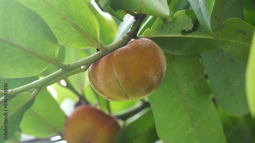 Diospyros blancoi (Also known Diospyros discolor, velvet apple, velvet ...