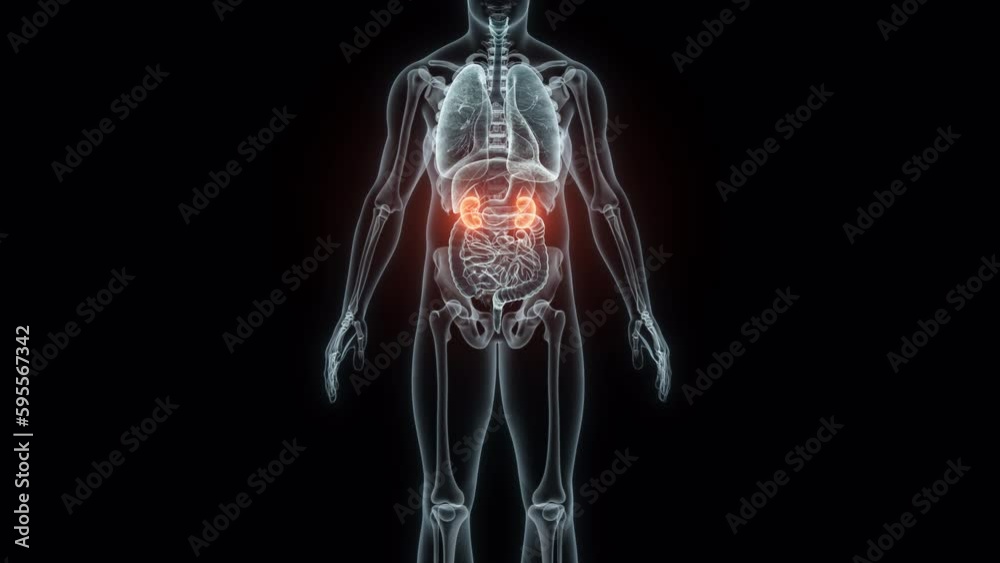 3D rendering Medical Animation of a Human Kidneys .X-ray of a Kidneys ...