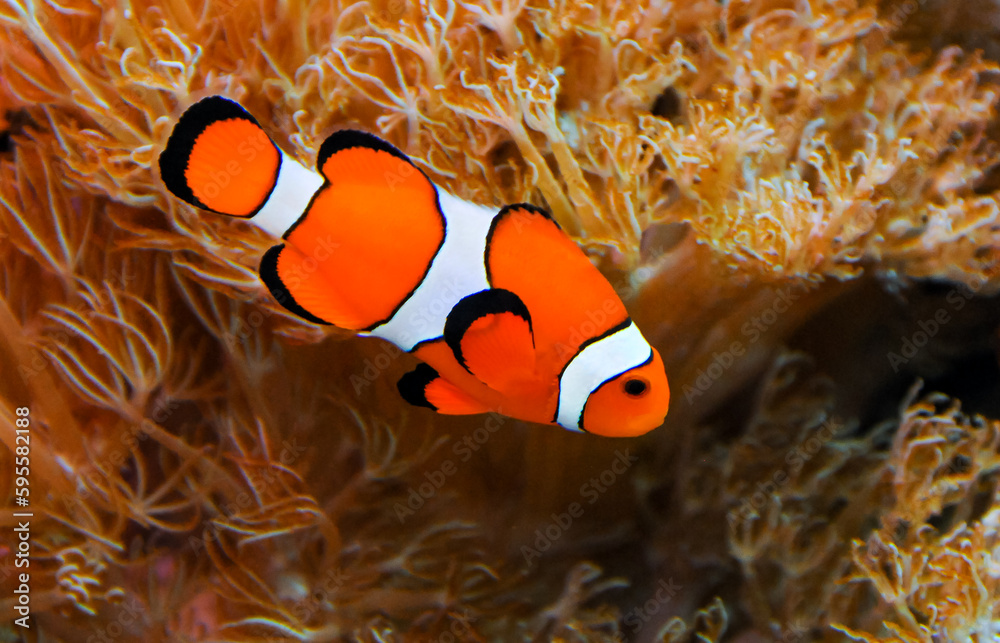 Clown fish, Anemonefish (Amphiprion ocellaris) swim among the tentacles ...