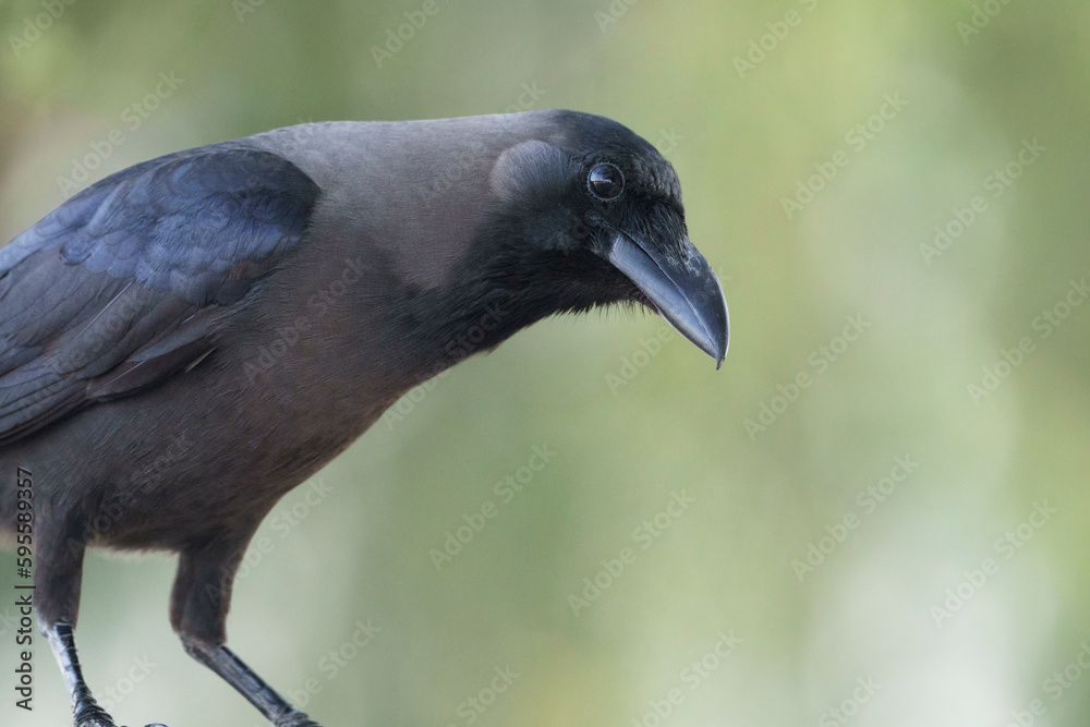 Portrait of house crow, Corvus splendens Stock Photo | Adobe Stock