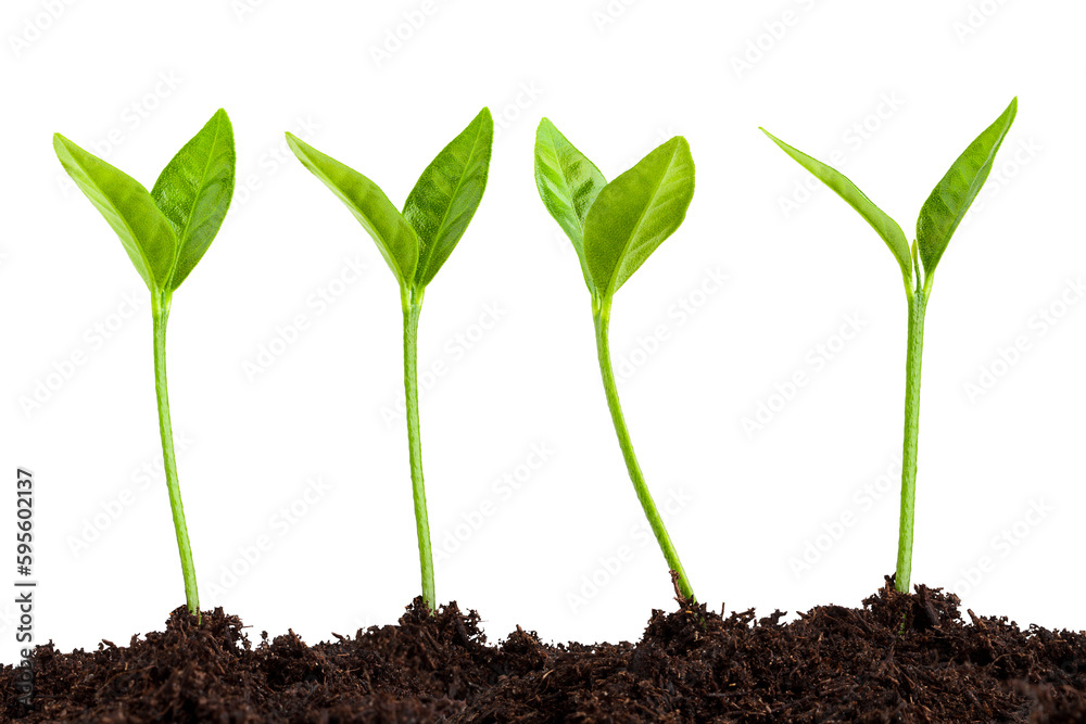 young plant growing from soil, sprout isolated on white background ...