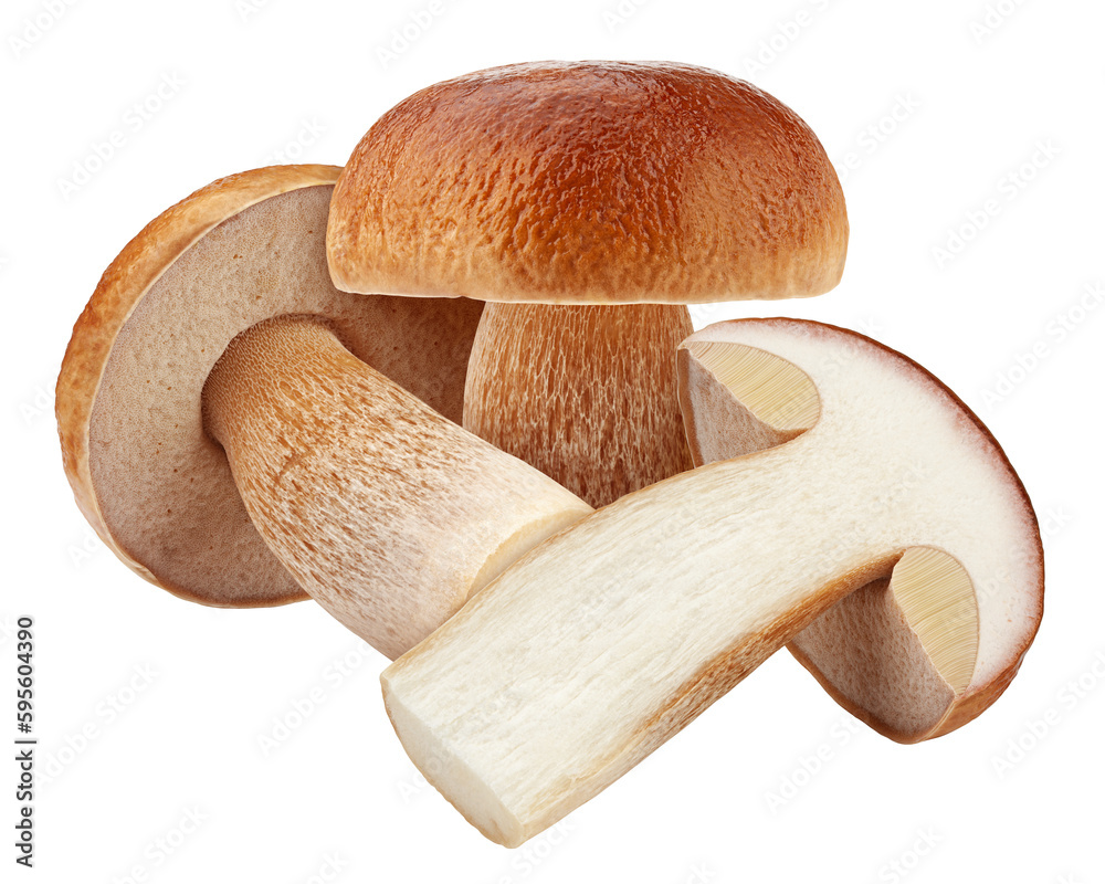 mushroom, boletus edulis, porcini, king bolete, isolated on white ...