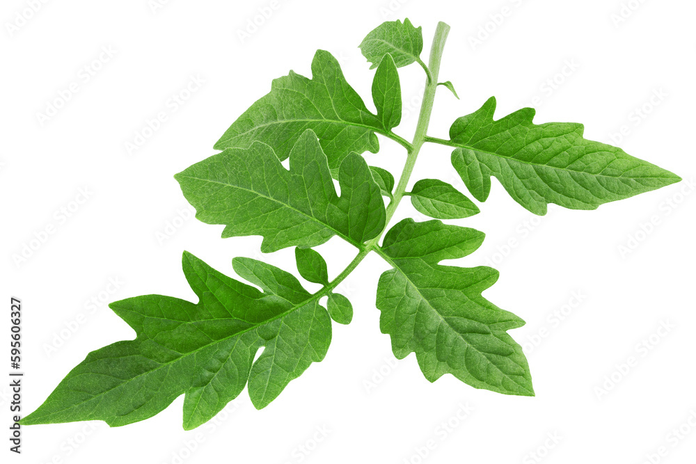 tomato leaf, isolated on white background, full depth of field Stock ...