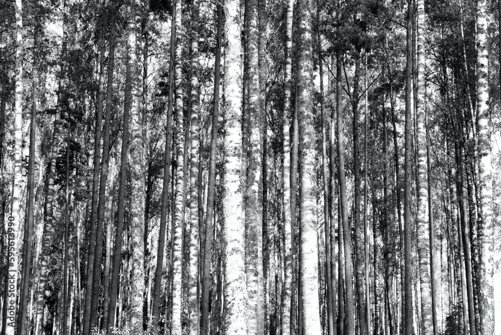 Overexposed image of birch and pine trees in straight vertical lines ...