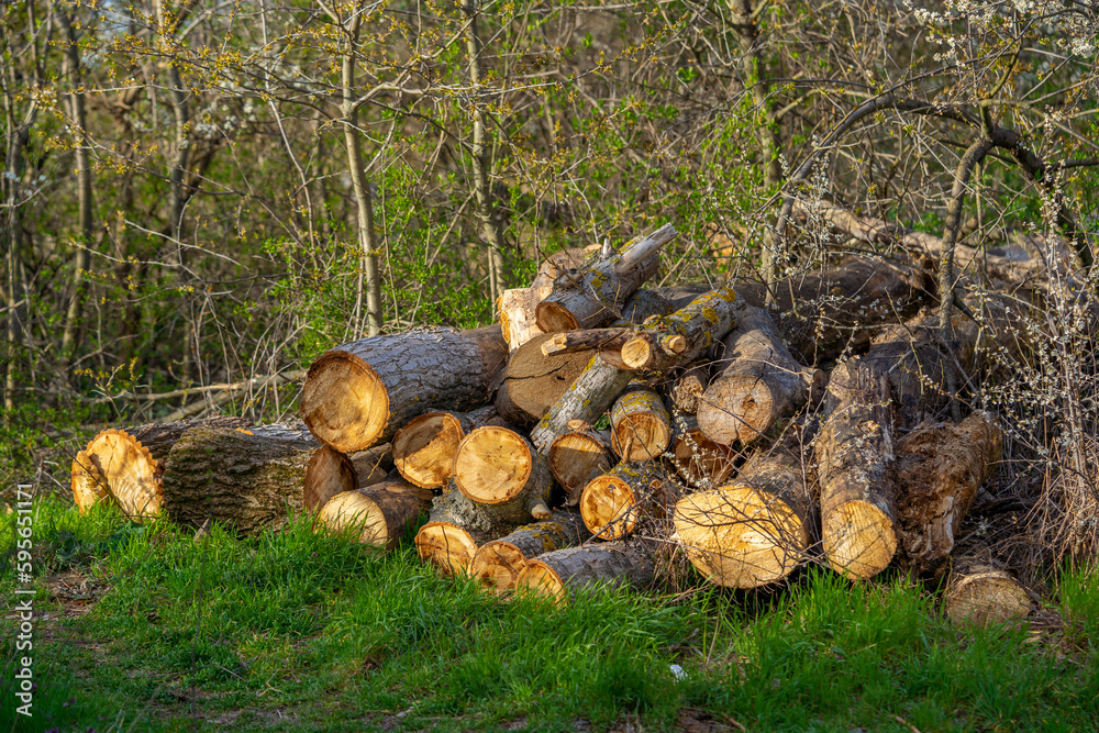 Forest broad leaf logs. Log trunks pile, the logging timber wood ...