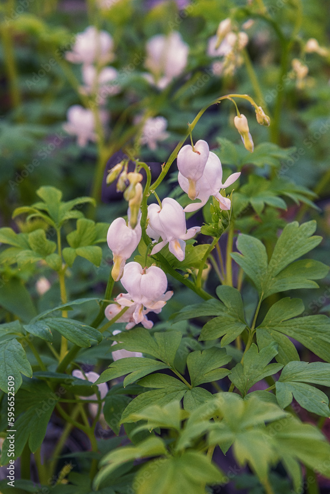Lamprocapnos spectabilis, bleeding heart or Asian bleeding-heart, lyre ...
