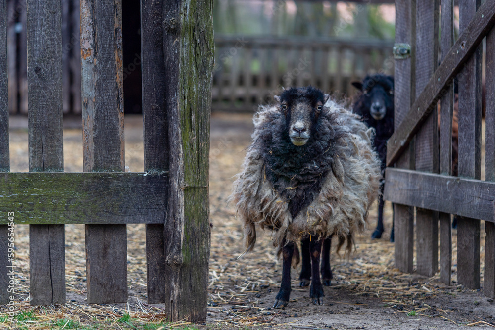 single sheep on the farm, countryside, close up photography, Black ...