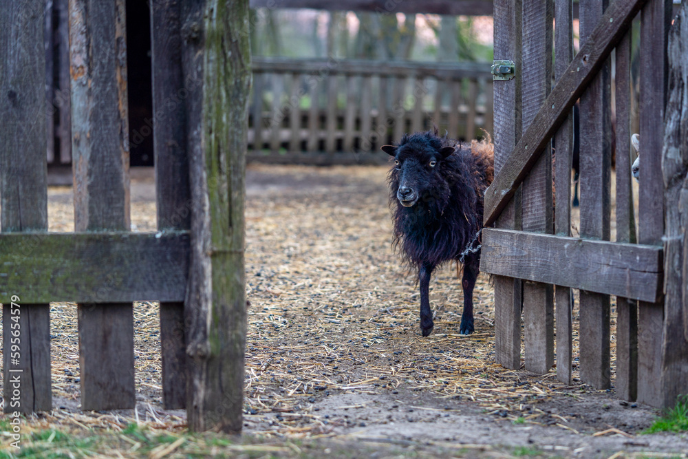 single sheep on the farm, countryside, close up photography, Black ...