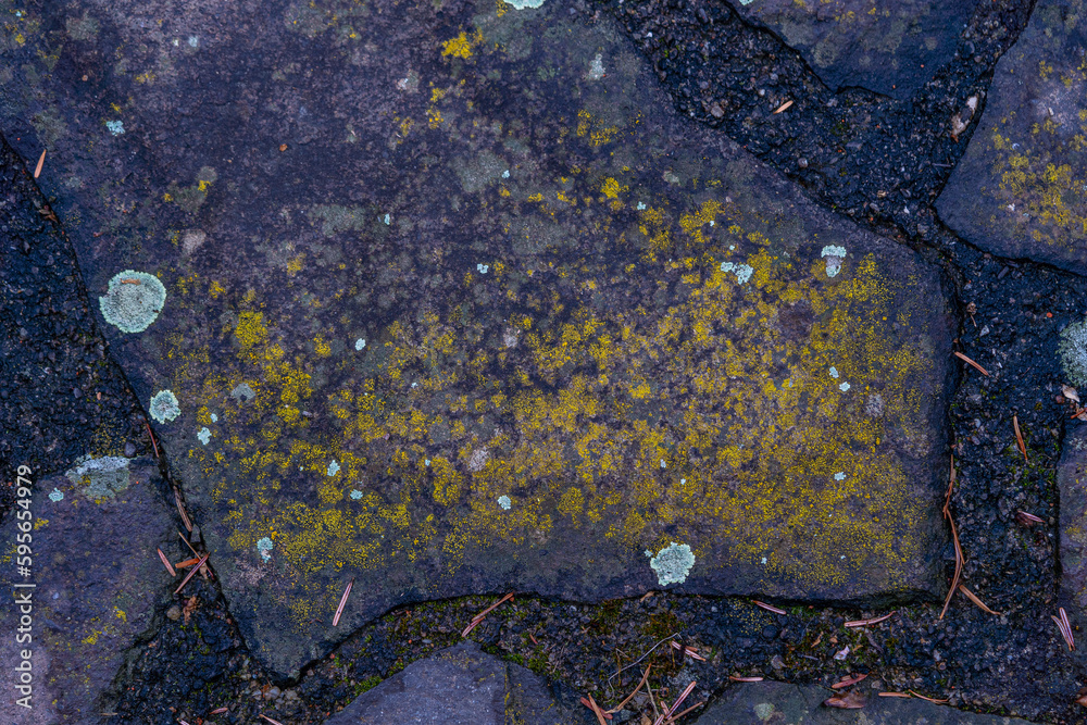 Andesite in the garden with yellow coating and white spots, growing on ...