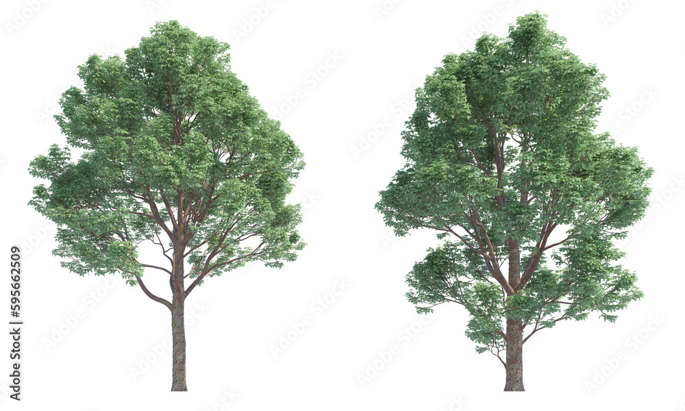 Paperbark Maple tree set png alpha channel front view Stock Photo ...