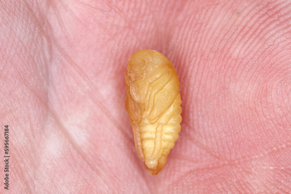 Garden Chafer Phyllopertha horticola. Developmental stage pupa, pupae ...