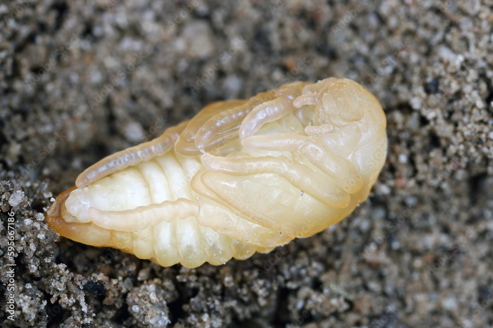 Garden Chafer Phyllopertha horticola. Developmental stage pupa, pupae ...