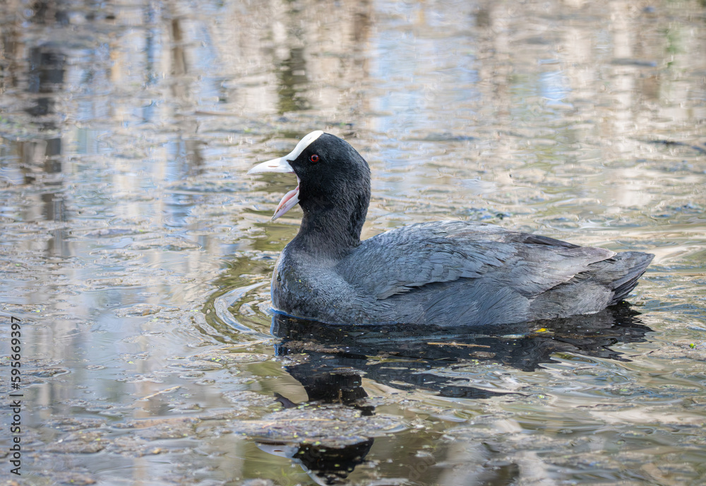 Eurasian coot (Fulica atra), common coot, Australian coot swim in the ...