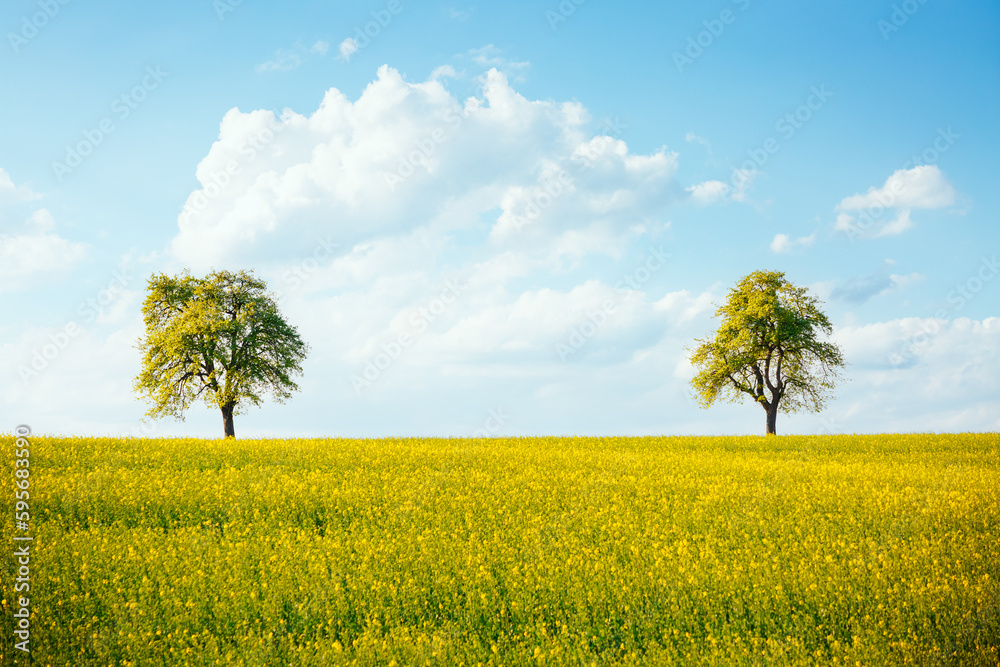 Perfect spring scene with two lone trees in a canola field. wall mural ...