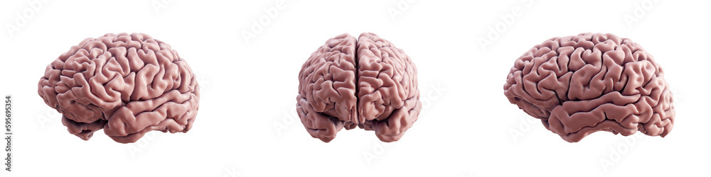 Human brain from multiple angles isolated on transparent background. 3D ...