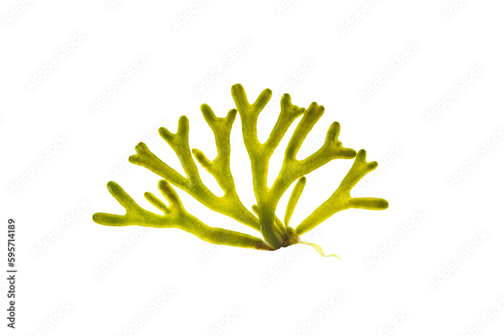 Codium tomentosum or velvet horn green seaweed isolated transparent png ...